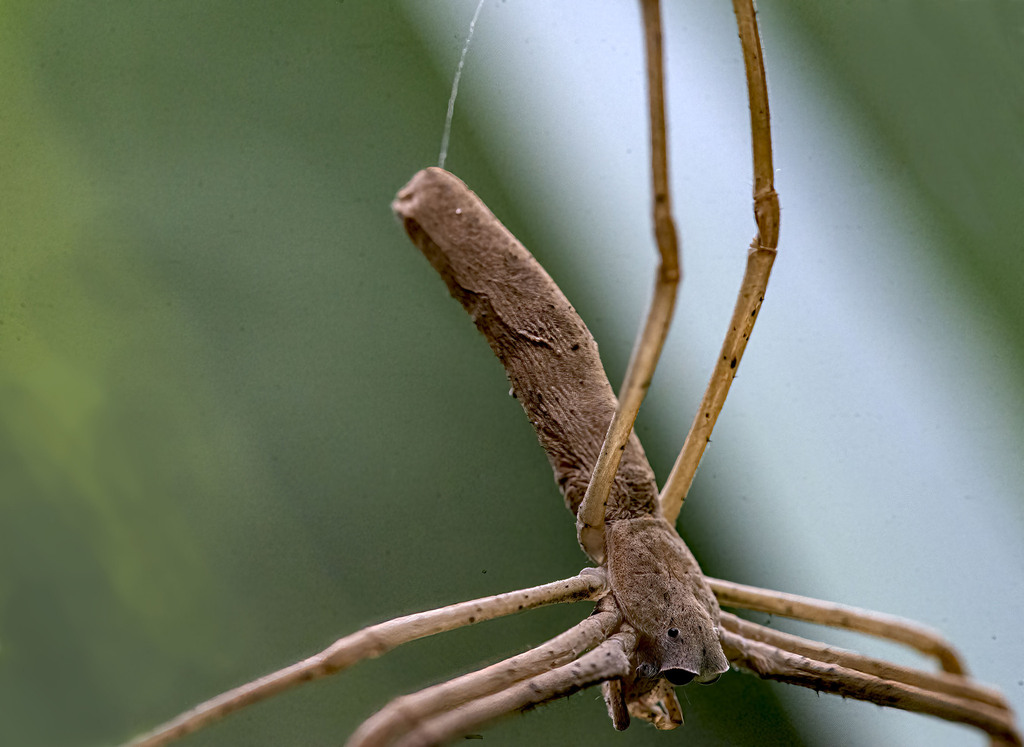 Rufous Net-casting Spider from South Pambula NSW 2549, Australia on ...