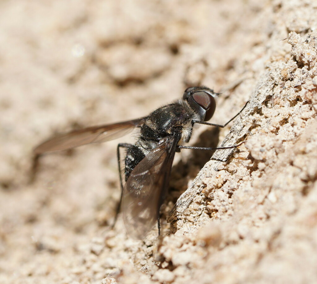 Thraxan from Melbourne VIC, Australia on January 25, 2023 at 11:53 AM ...