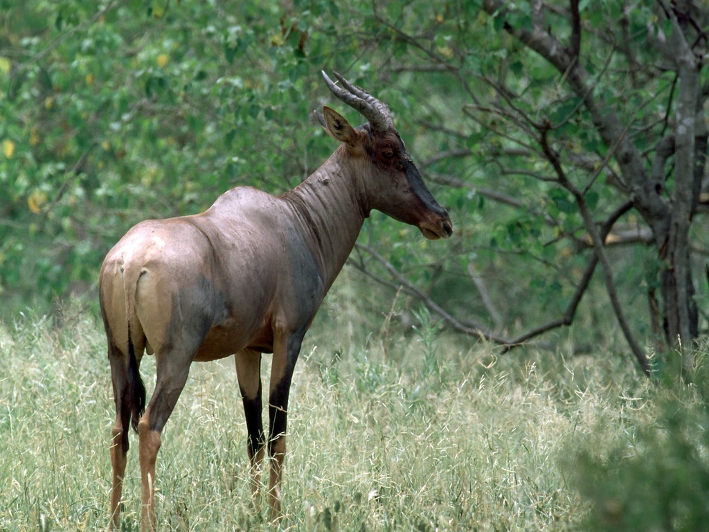 Common Tsessebe from Ngamiland South District, Botswana on February 15 ...
