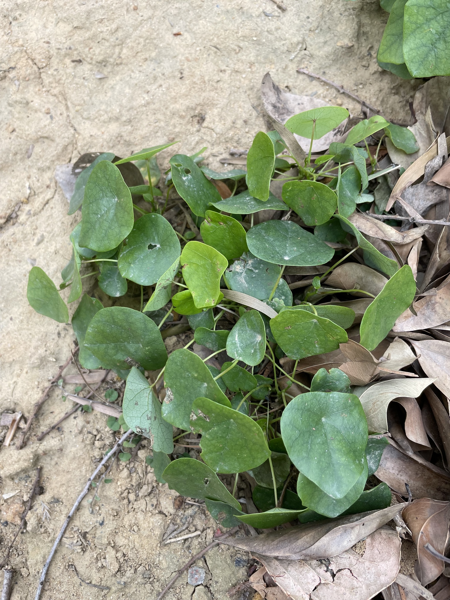 Stephania japonica (Thunb.) Miers
