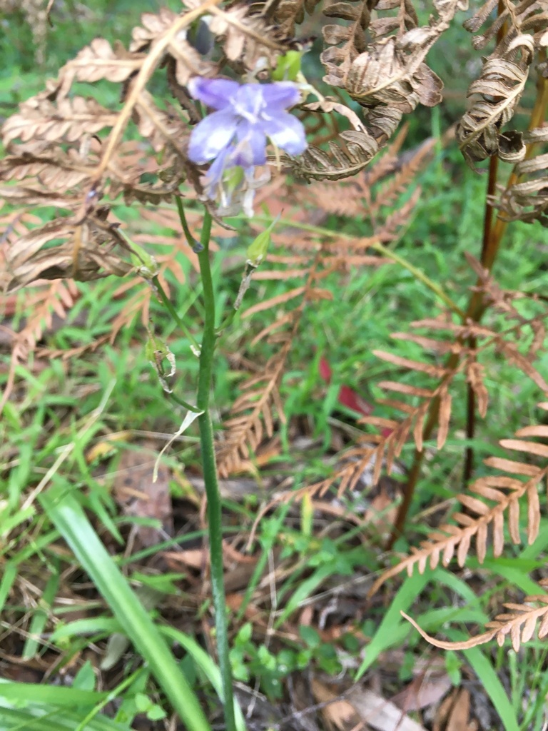 blue grass lily from Upwey VIC 3158, Australia on October 14, 2020 at ...
