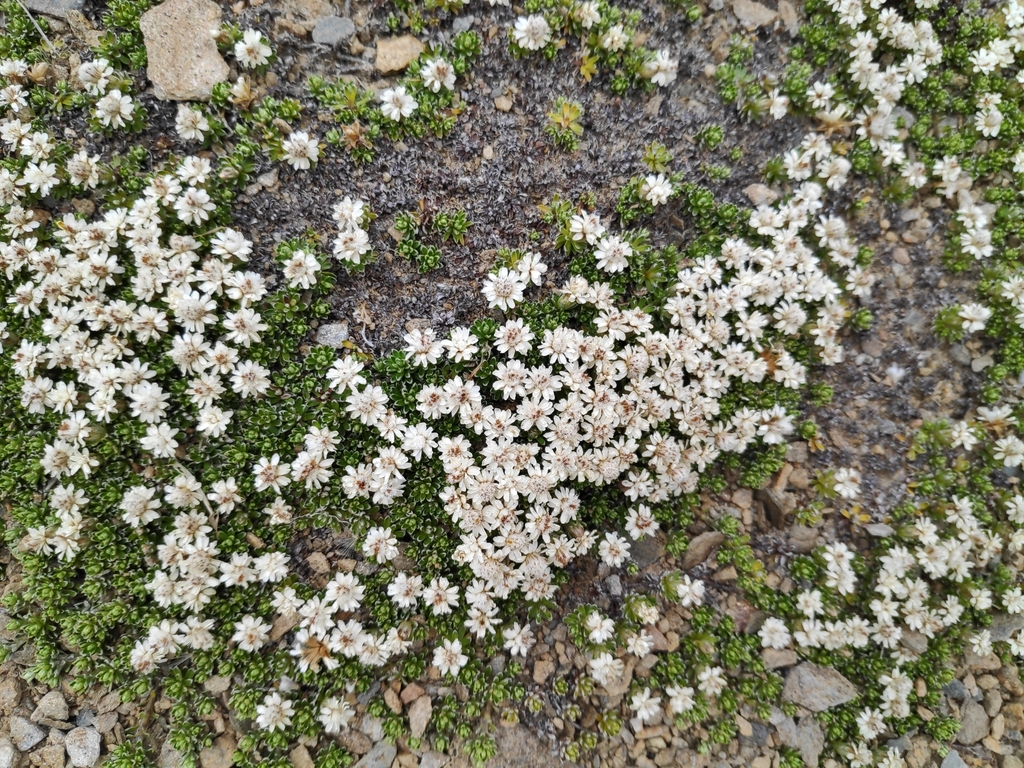 Turf-mat daisy from Roaring Meg, New Zealand on February 1, 2023 at 11: ...