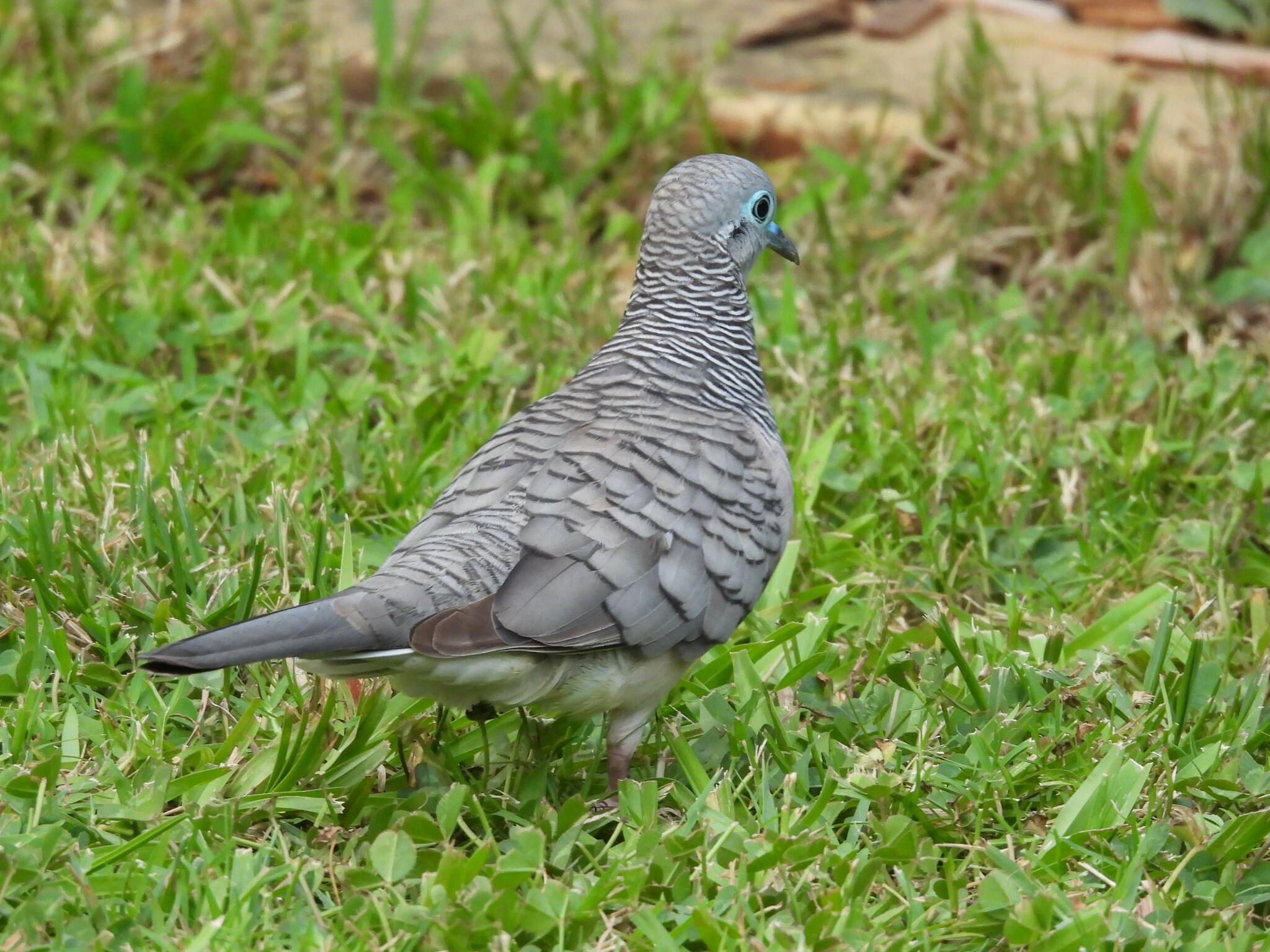 Geopelia placida Gould, 1844