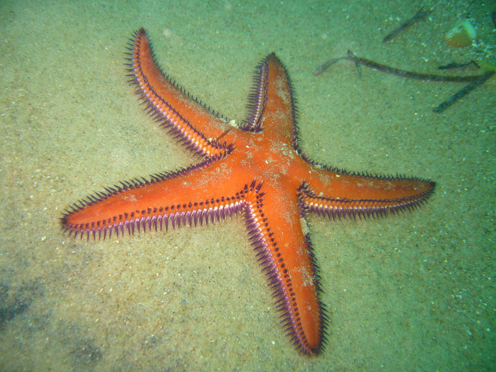 Astropecten from Carrickalinga SA 5204, Australia on May 15, 2020 at 04 ...
