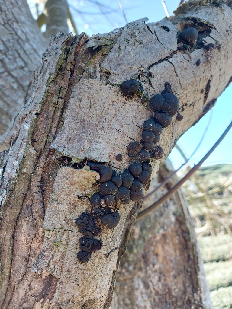 Hypoxylaceae from 台灣南投縣 on January 31, 2023 at 01:42 PM by 胡正恆(Jackson ...