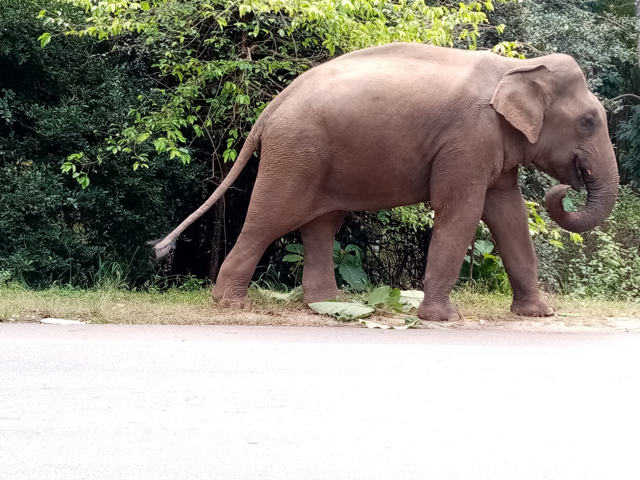 Elephas maximus Linnaeus, 1758