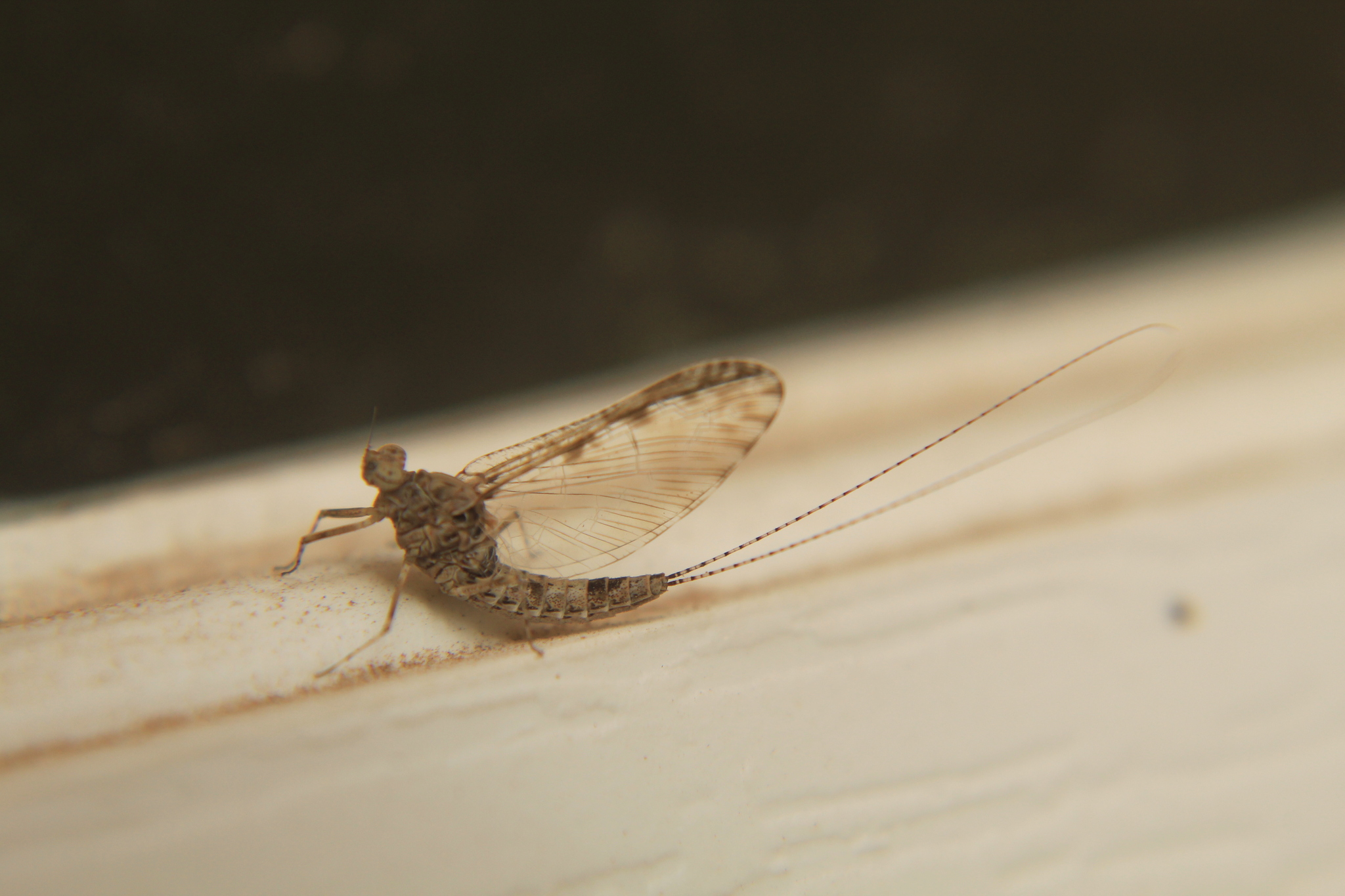 Ephemeroptera