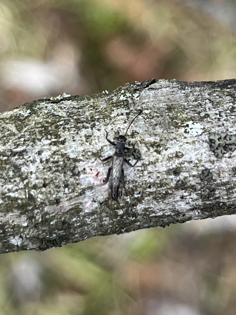Midwest Snowfly from Peace Chapel Rd, Huntingdon, PA, US on January 31 ...