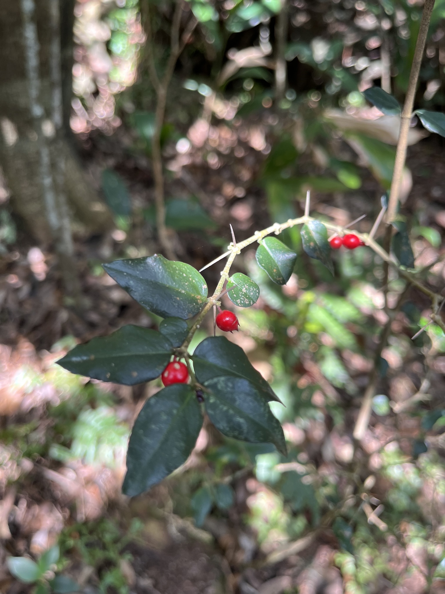 Damnacanthus indicus C.F.Gaertn.