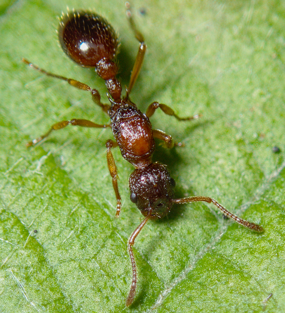 Woodland Red Ant from Solängen, Mölndal, Sverige on September 17, 2022 ...