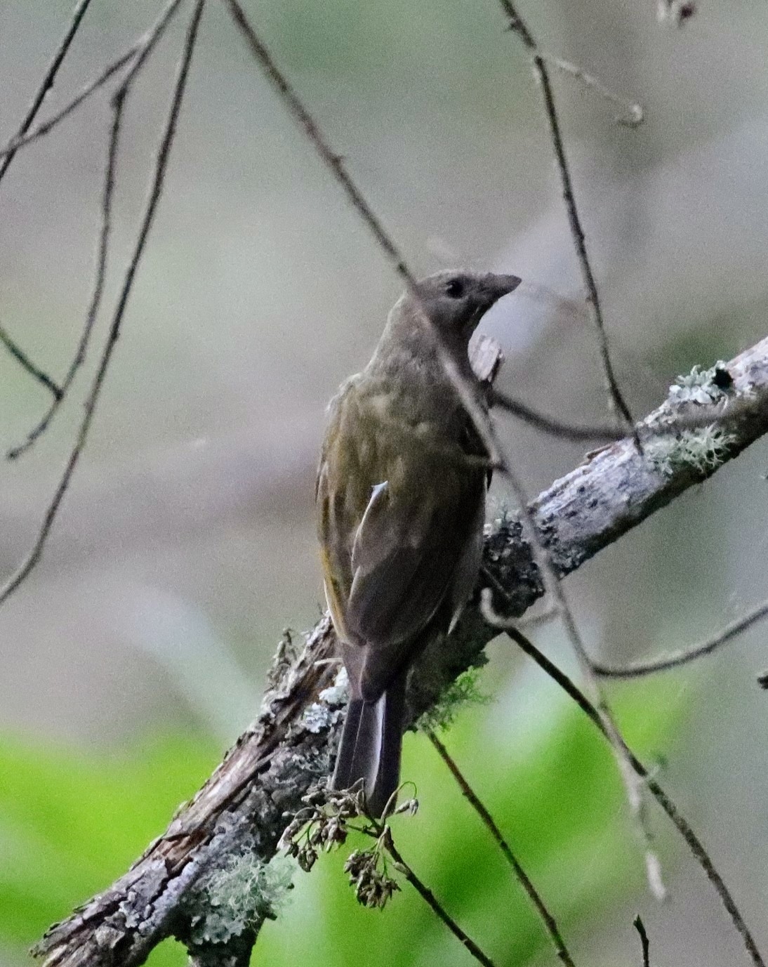 Indicator minor Stephens, 1815