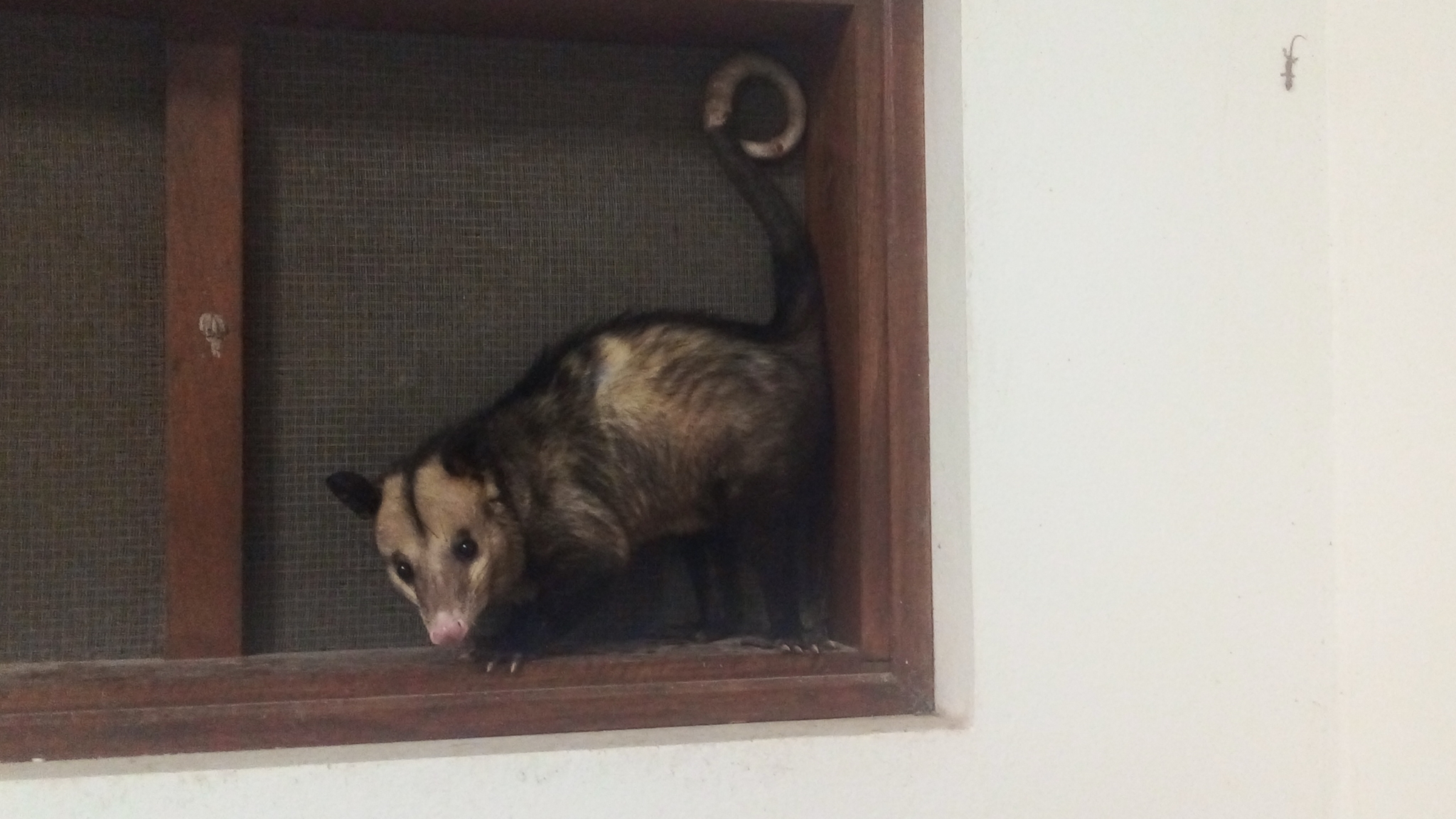 Didelphis marsupialis Linnaeus, 1758