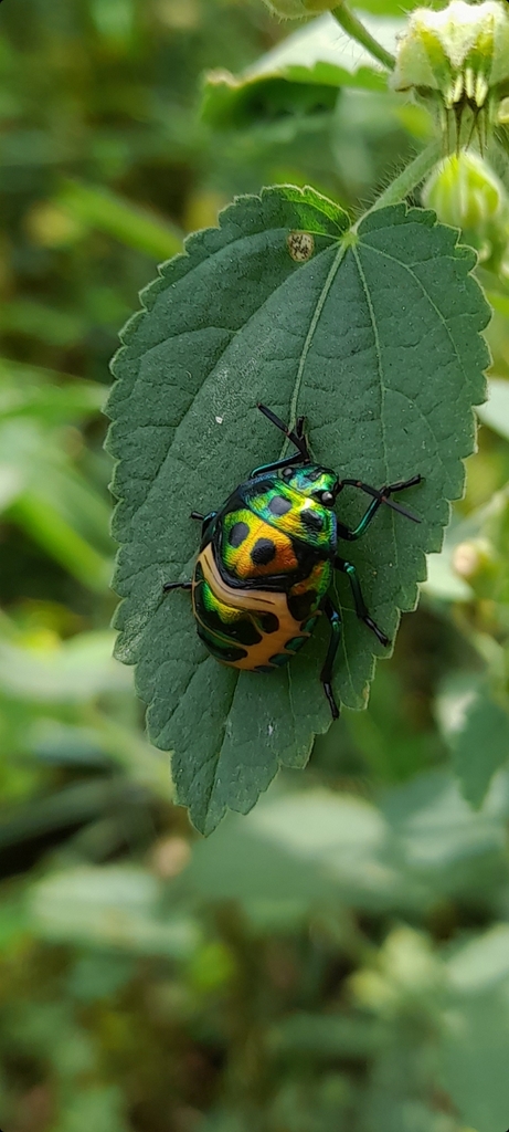 Winged and Once-winged Insects from Konam, Tamil Nadu 629004, India on ...