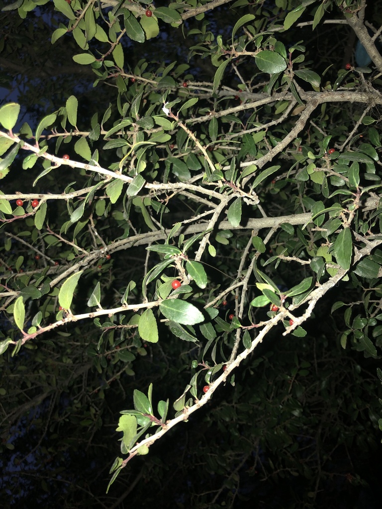 Yaupon Holly from W Walnut Hill Ln, Irving, TX, US on February 1, 2023 ...