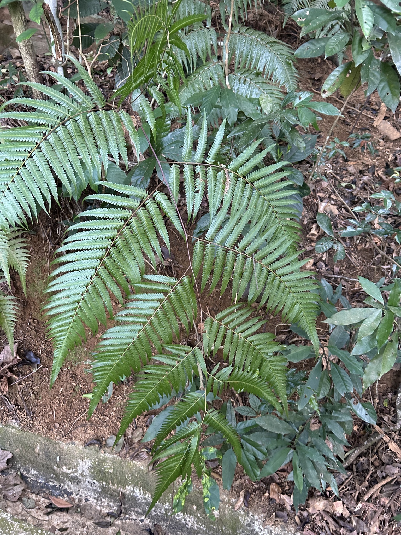 Cibotium barometz (L.) J.Sm.