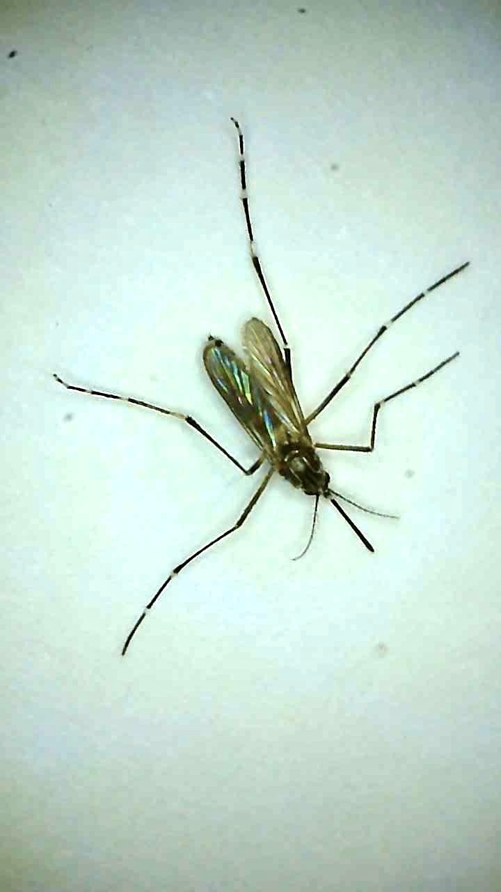 Aedes aegypti (Linnaeus, 1762)
