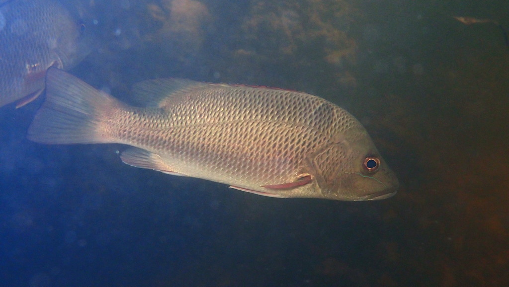 Mangrove Red Snapper from Kilifi North, KE-KF, KE on January 29, 2021 ...