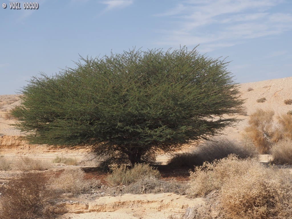 Vachellia tortilis raddiana from Be'er Sheva, Israel on January 27 ...