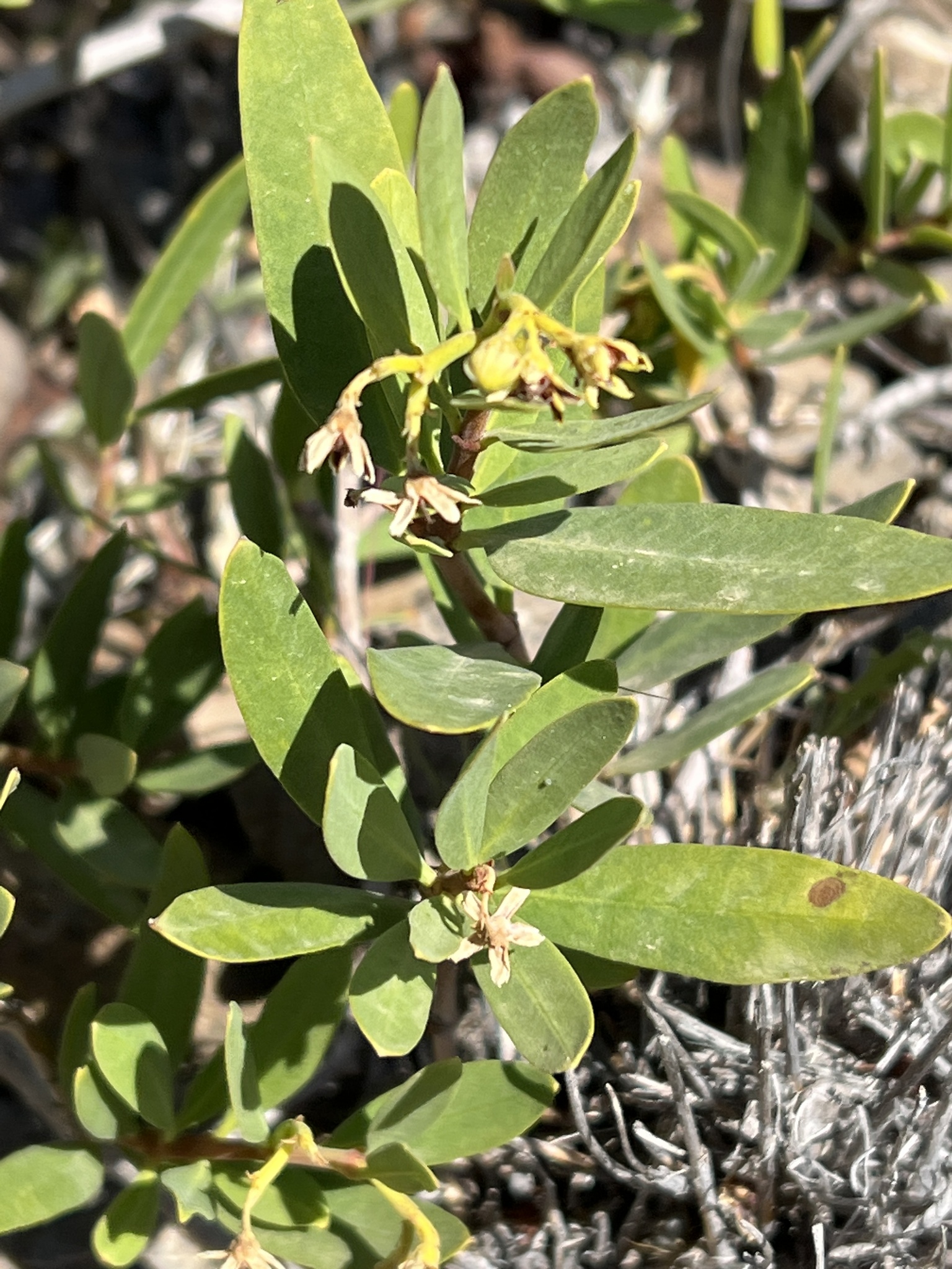 Periploca laevigata Aiton