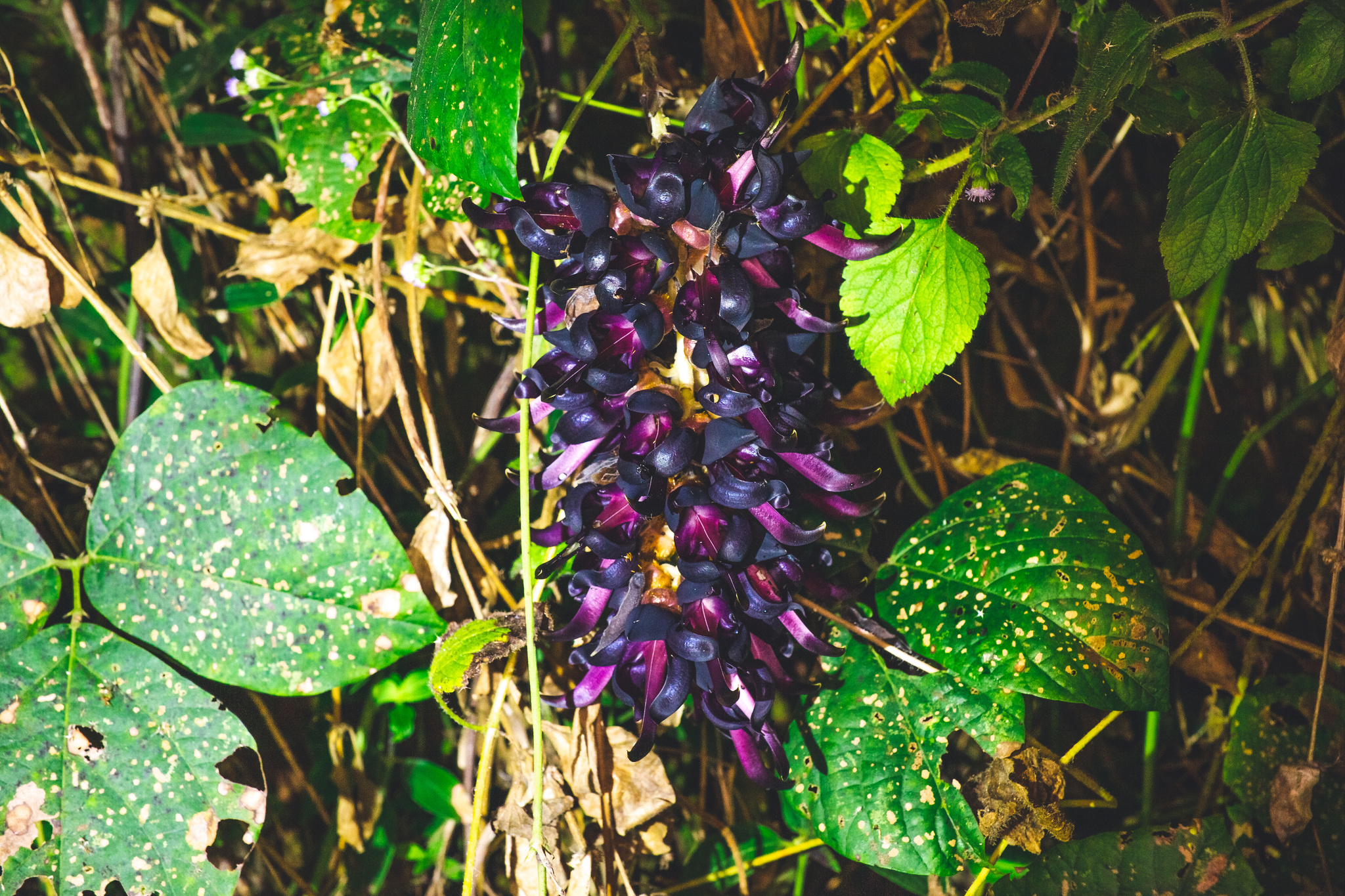 Mucuna pruriens (L.) DC.