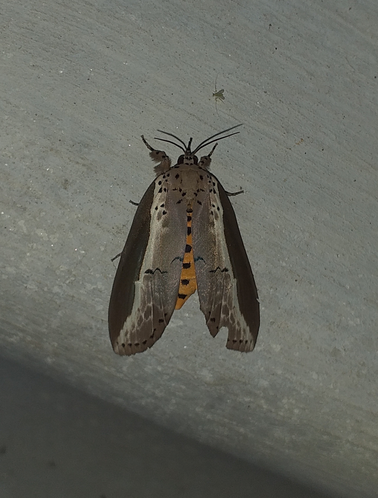 Eligma narcissus (Cramer, 1775)