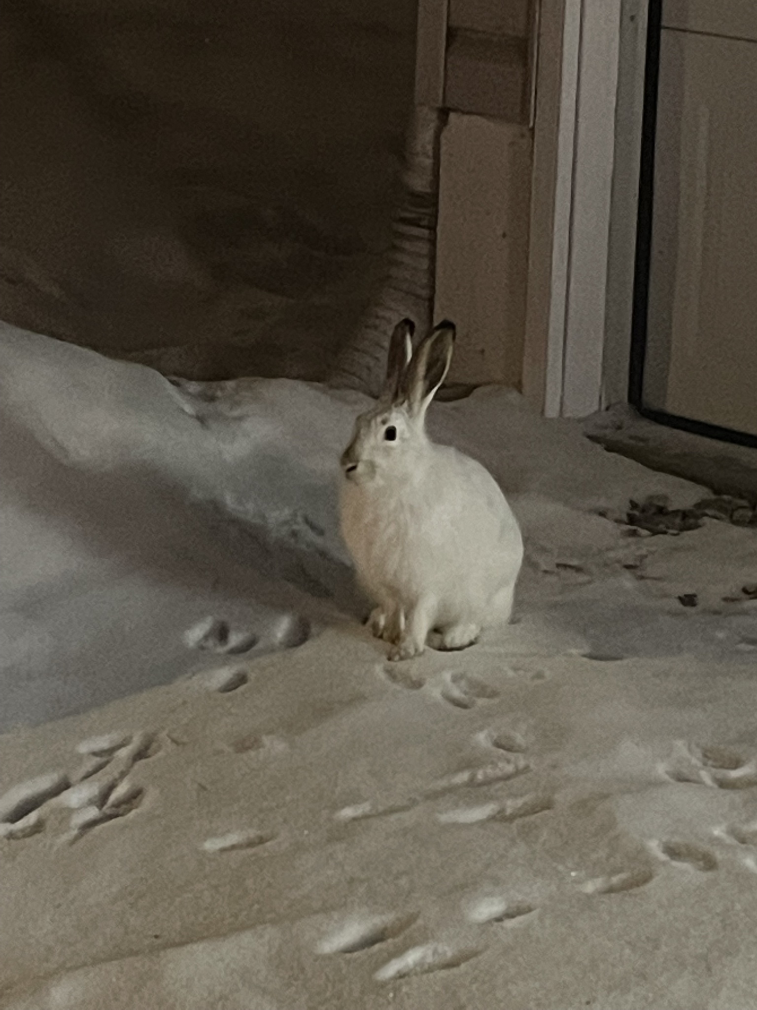 Lepus townsendii Bachman, 1839