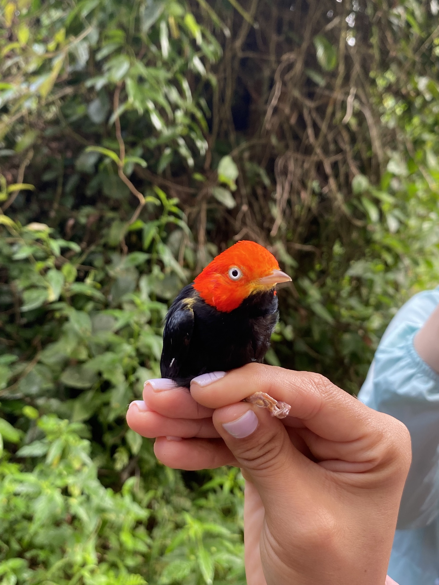 Pipra mentalis P.L.Sclater, 1857