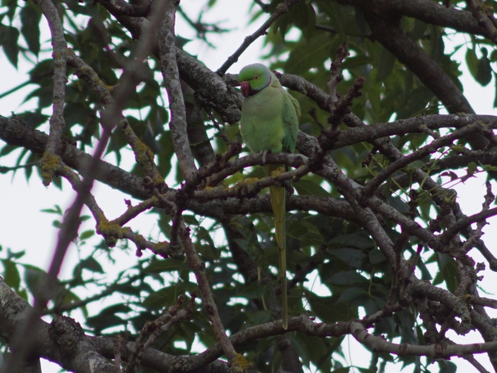 Rose-ringed Parakeet from Clontarf, Dublin, Ireland on July 25, 2019 at ...