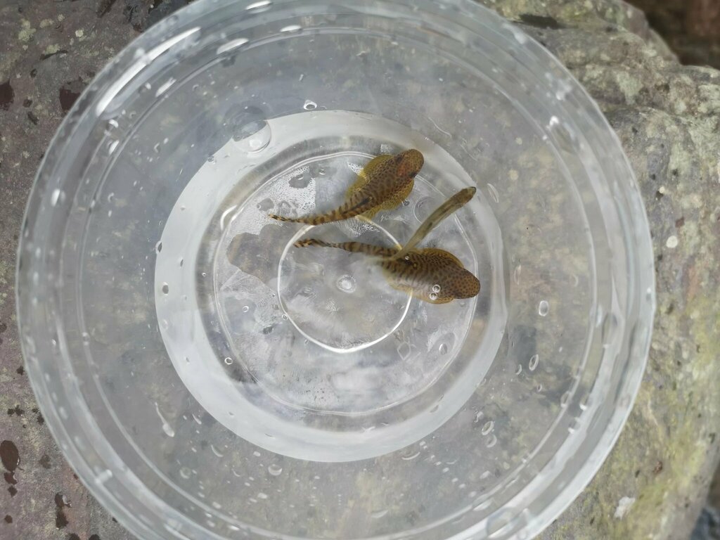 Pseudogastromyzon fangi from 中国广西壮族自治区来宾市金秀瑶族自治县 on July 21, 2022 at 12 ...