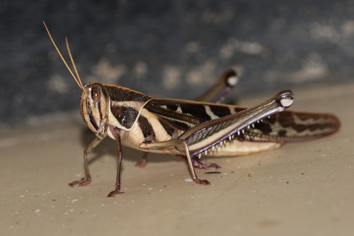 Bird Locusts (Genus Ornithacris) · iNaturalist