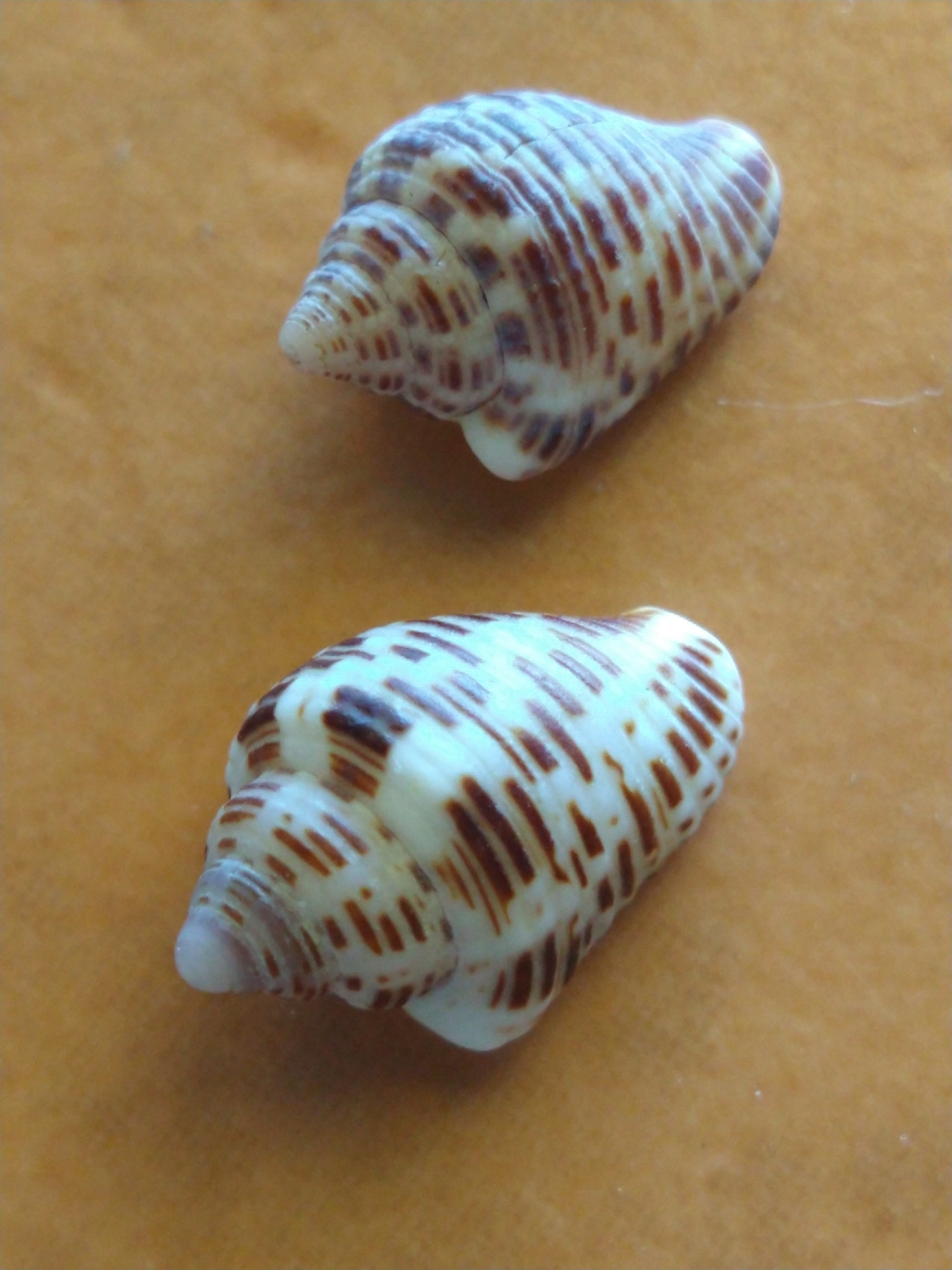 Columbella mercatoria (Linnaeus, 1758)