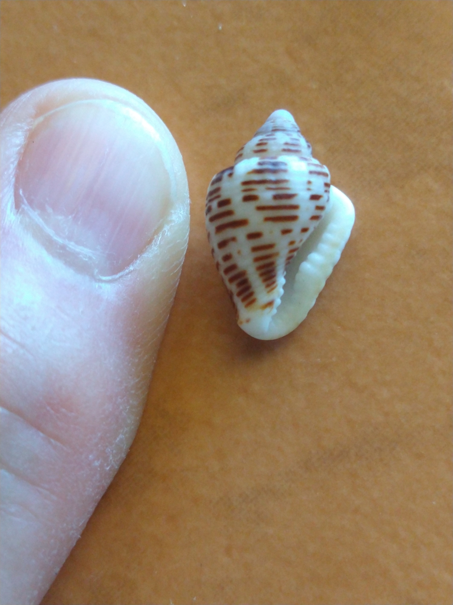 Columbella mercatoria (Linnaeus, 1758)