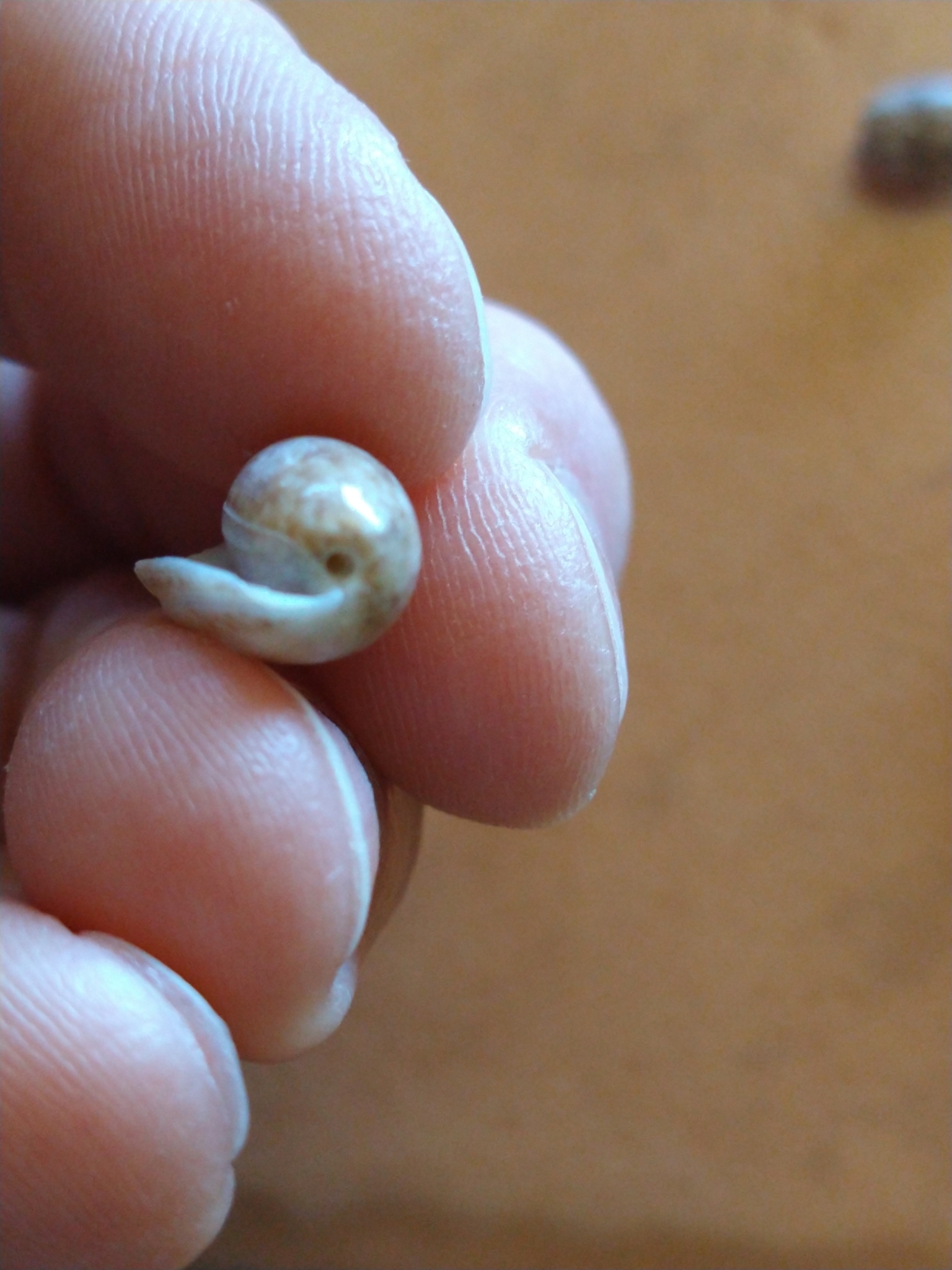 Bulla occidentalis A.Adams, 1850