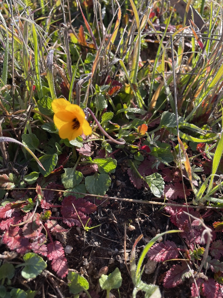 California Golden Violet from Toro County Park, Salinas, CA, US on ...