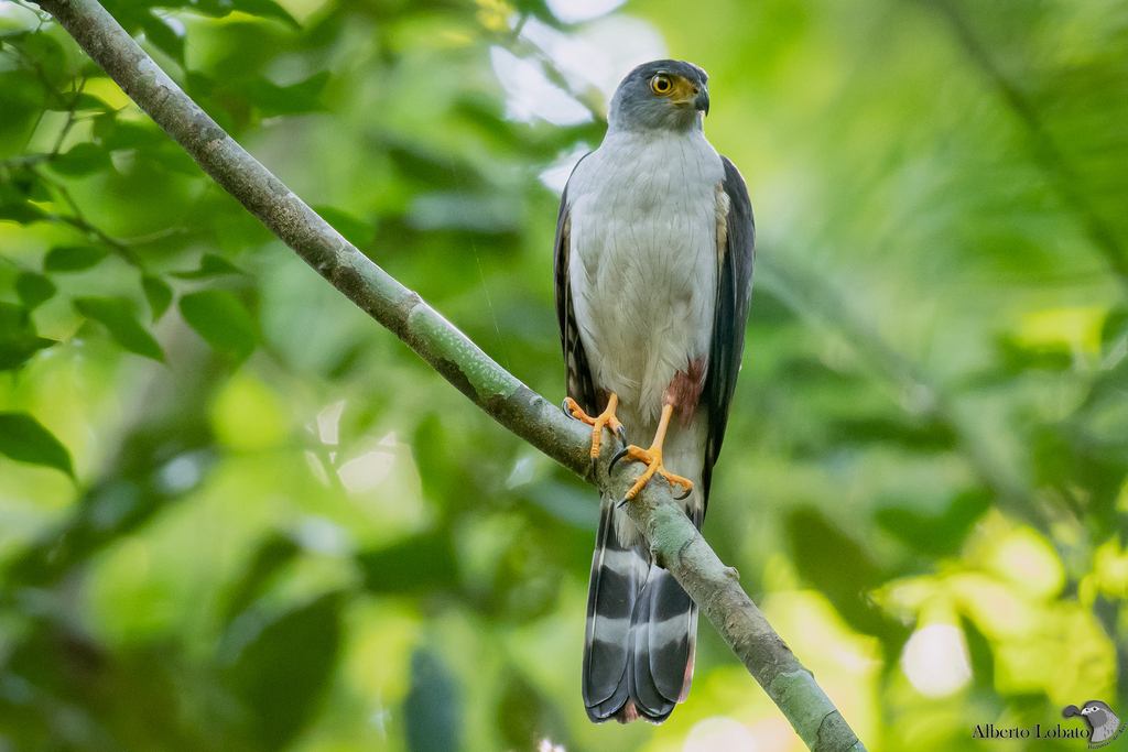 Bicolored Hawk (AVIFAUNA ZONA PROTECTORA RIO NAVARRO RIO SOMBRERO ...