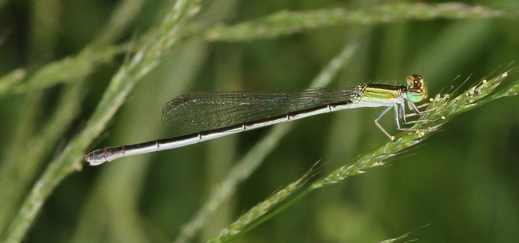 Citrine Forktail in September 2013 by Ron Goetz. A visitor to a ...