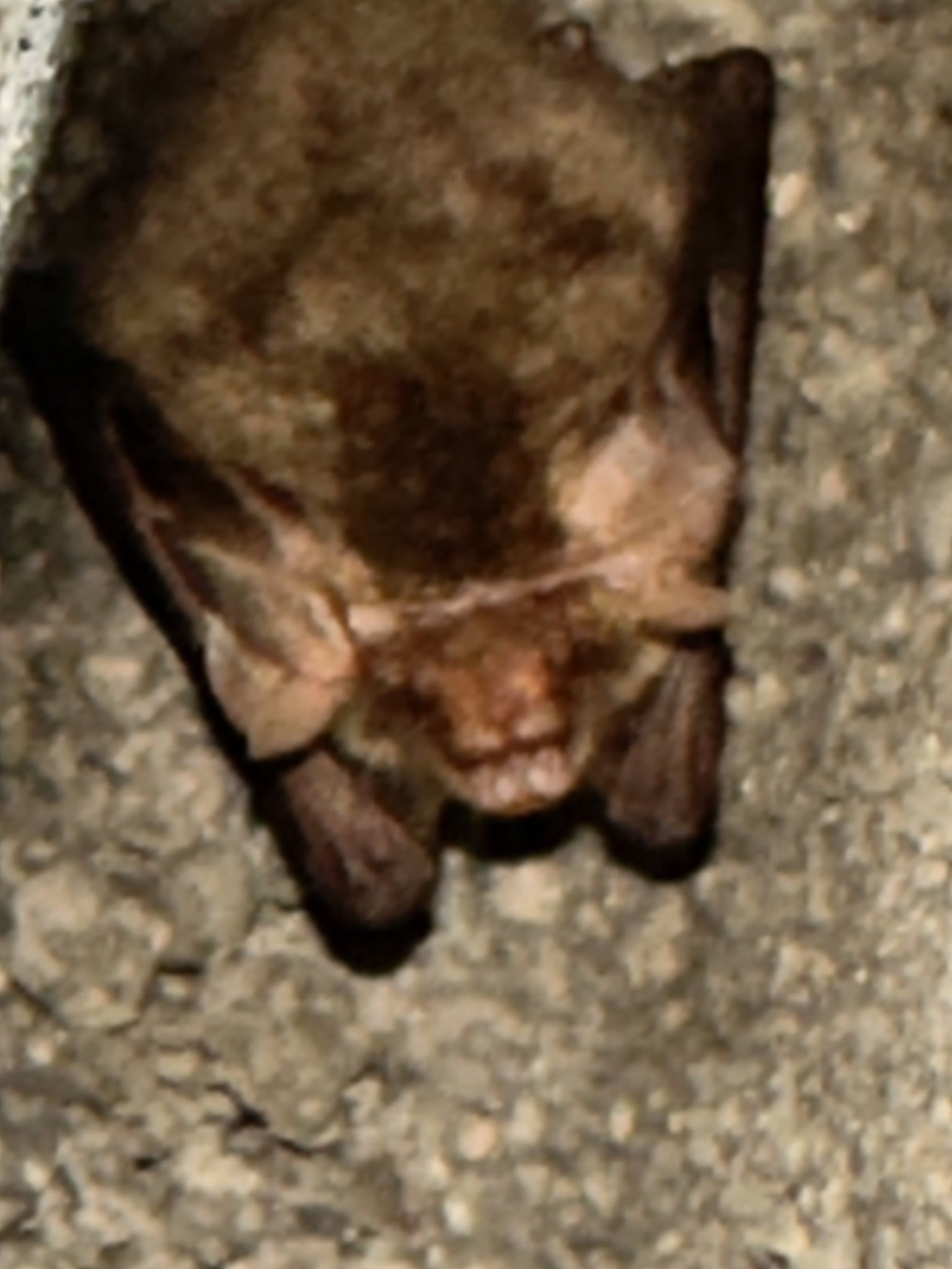 Plecotus auritus (Linnaeus, 1758)