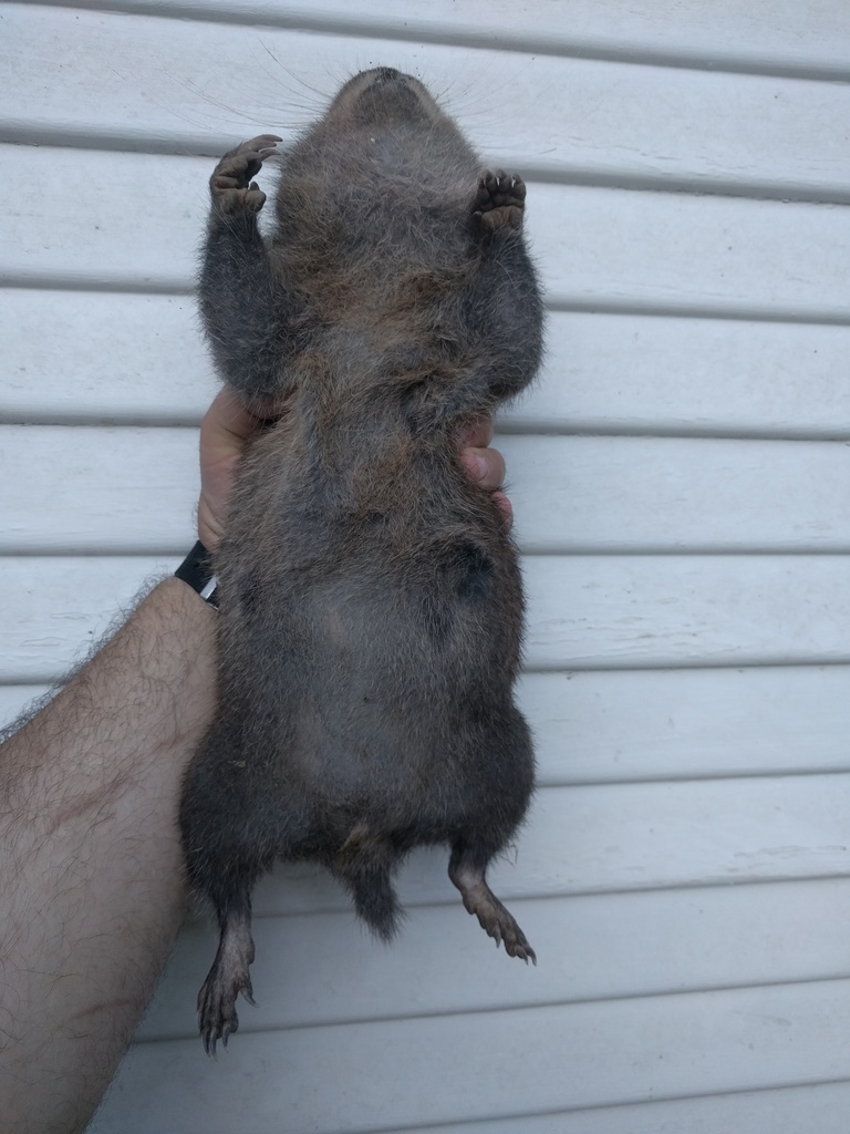 Mountain Beaver from Silverdale, WA, USA on July 10, 2018 at 07:55 PM ...