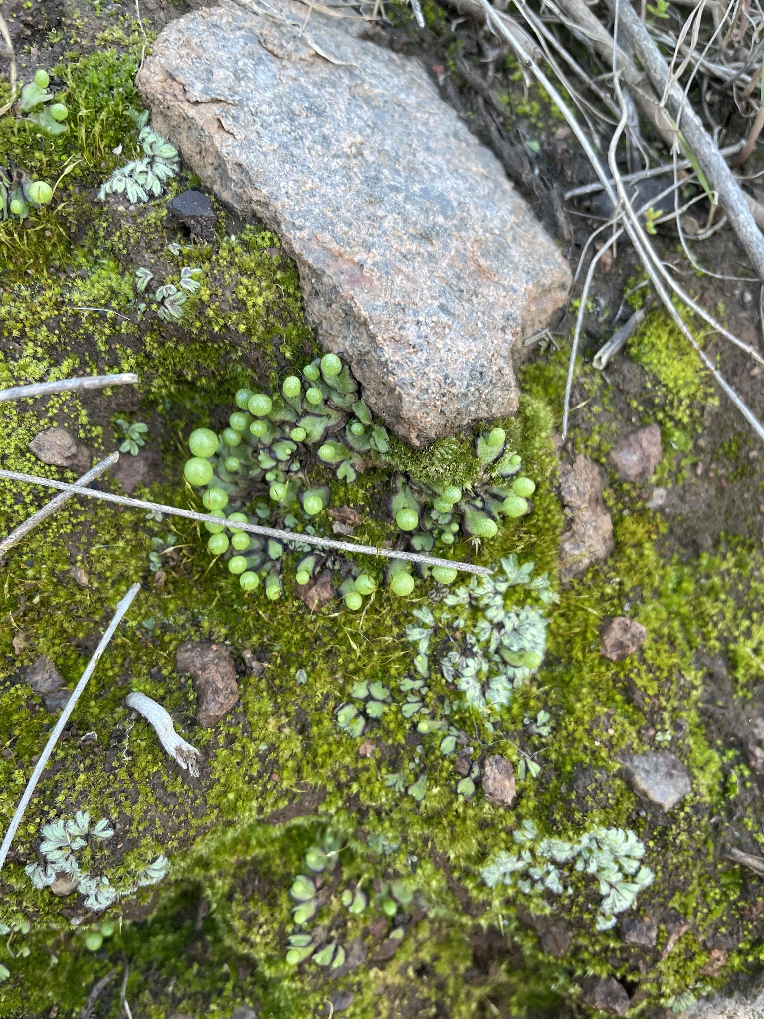 Asterella P.Beauv.