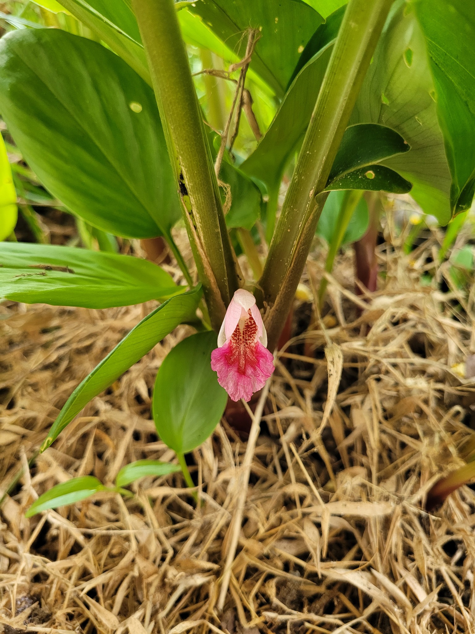 Boesenbergia rotunda (L.) Mansf.
