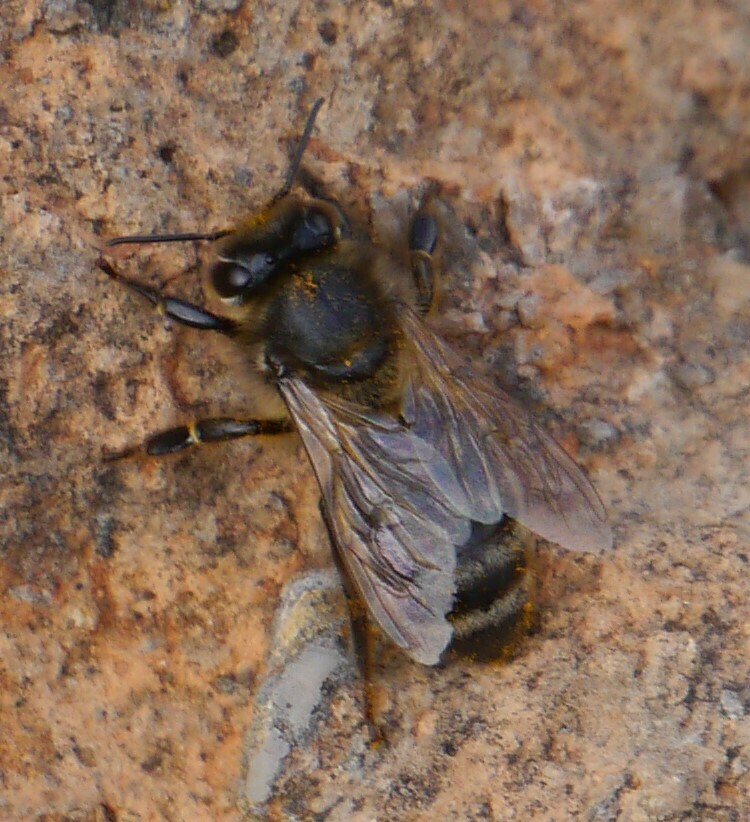 Western Honey Bee from Son Espanyol, Palma, Islas Baleares, España on ...