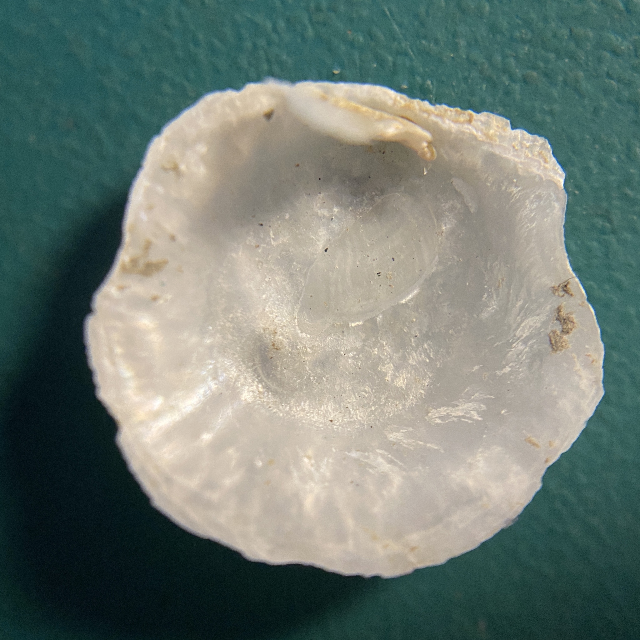 Heteranomia squamula (Linnaeus, 1758)