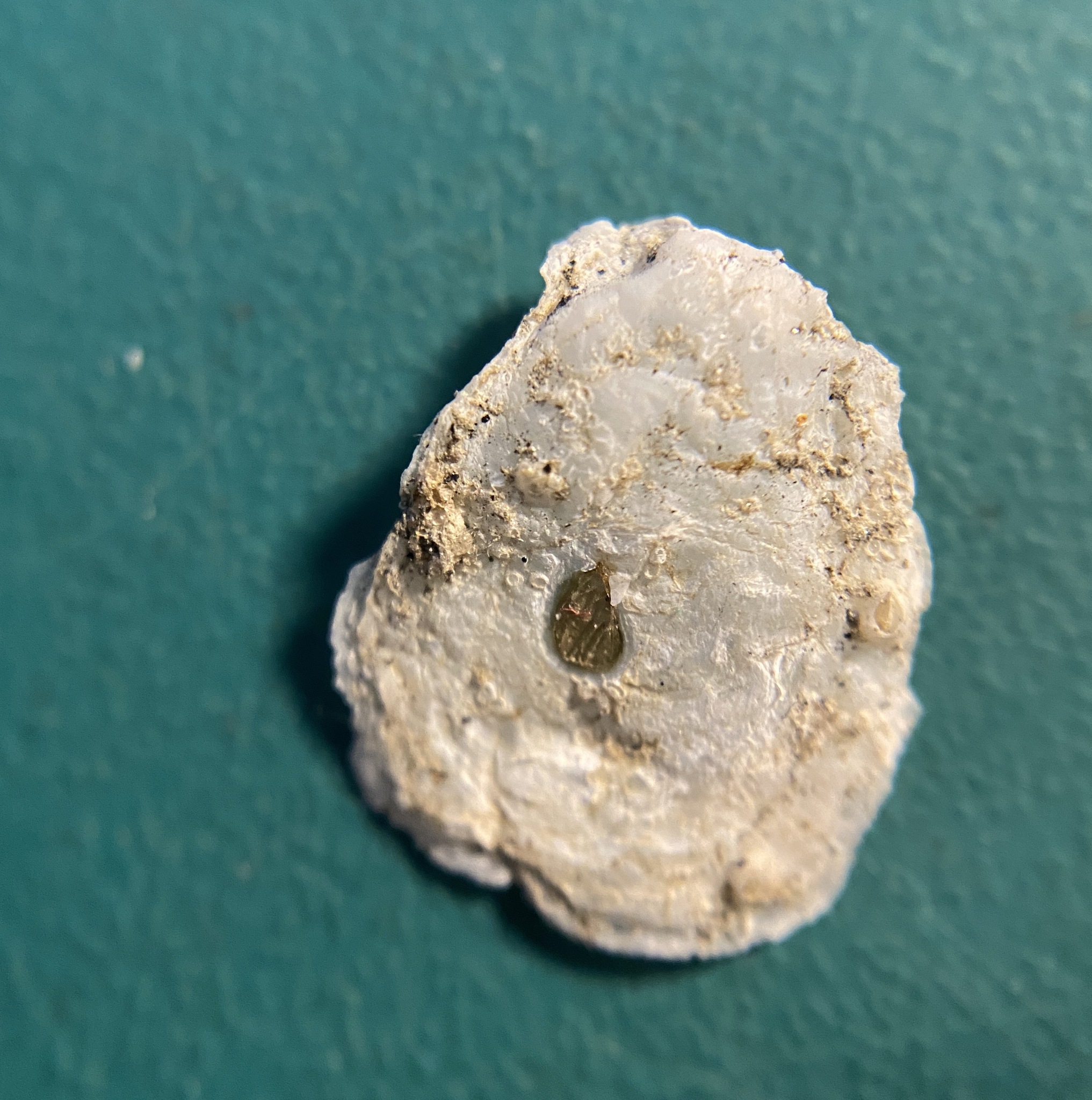 Heteranomia squamula (Linnaeus, 1758)