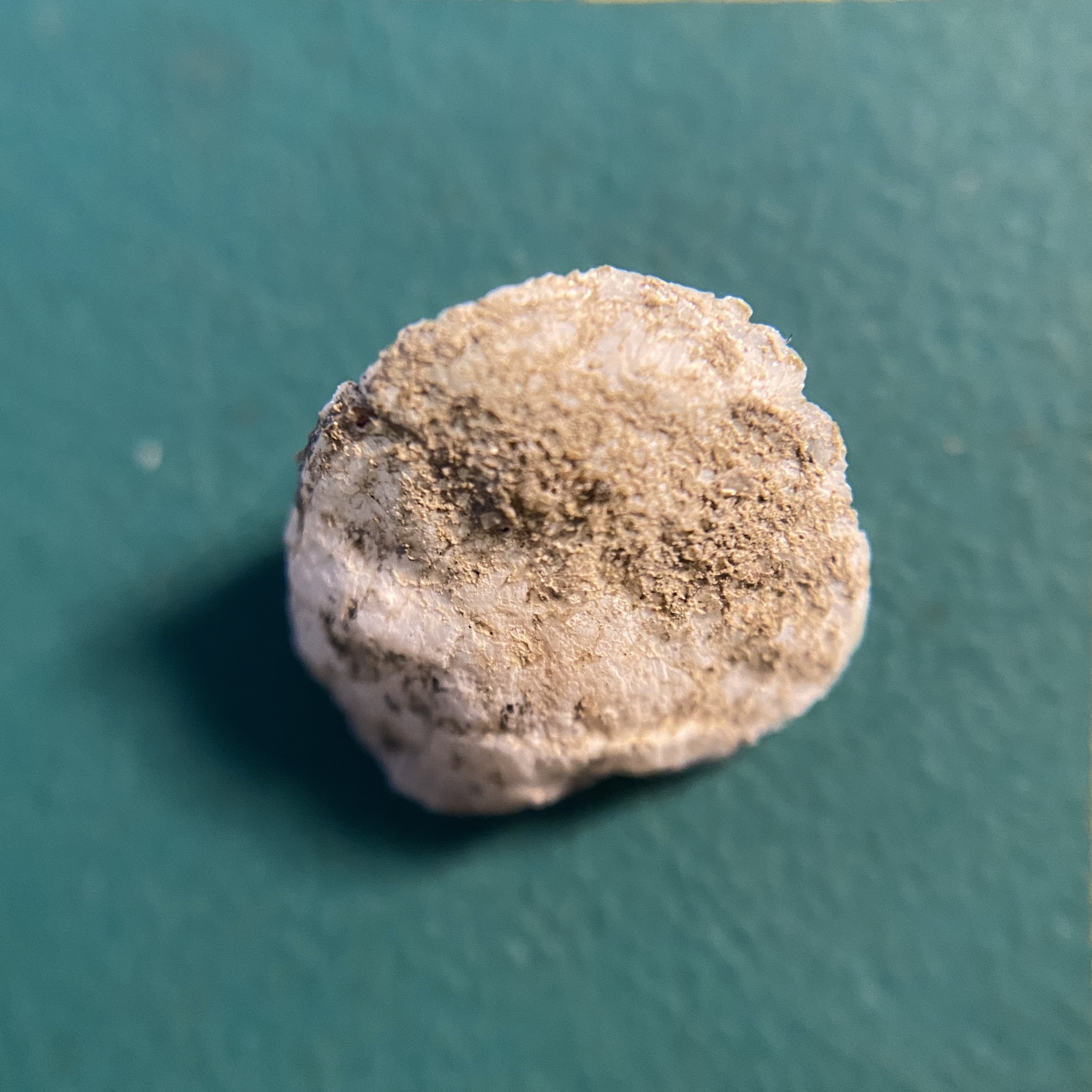 Heteranomia squamula (Linnaeus, 1758)