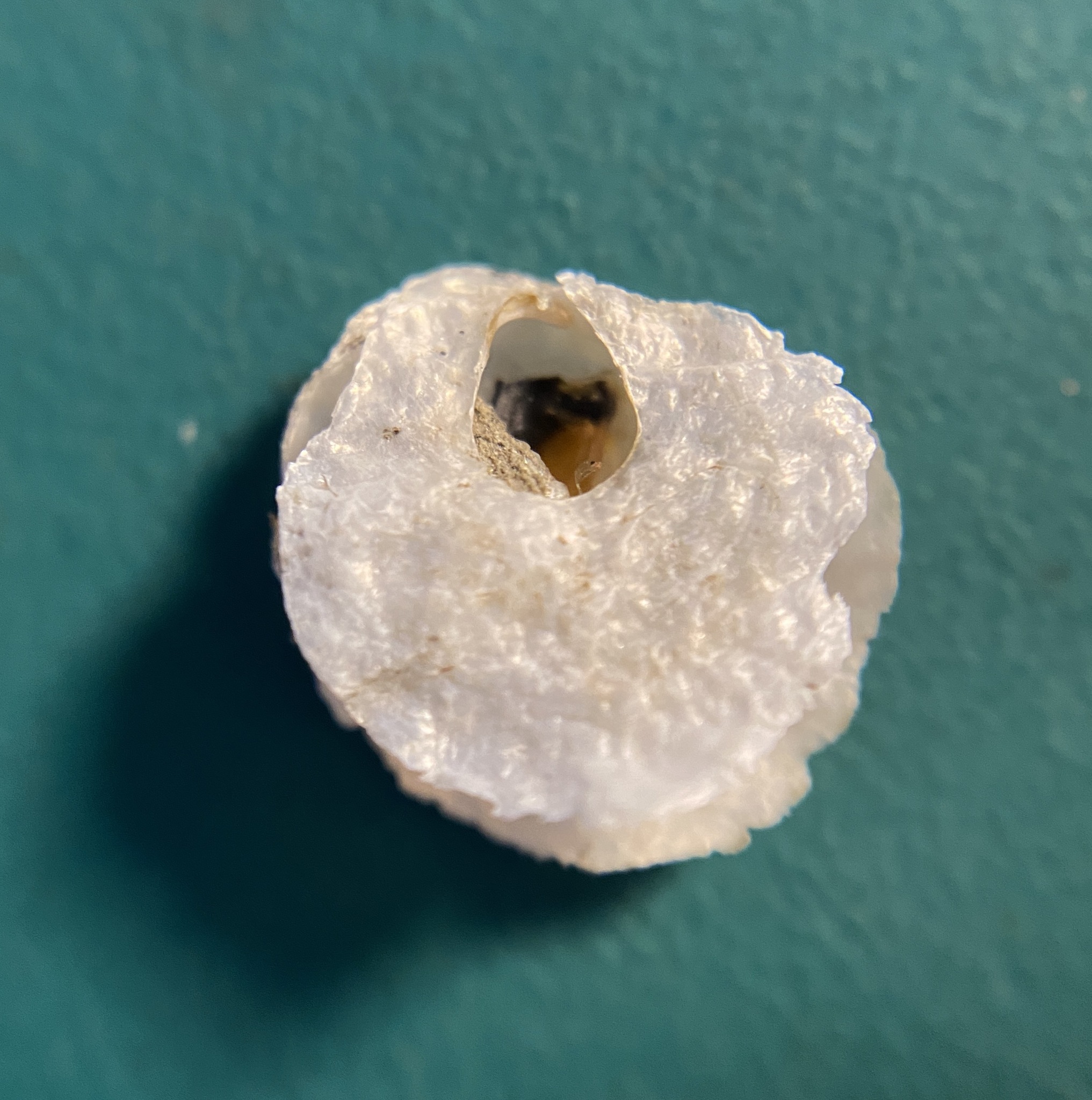 Heteranomia squamula (Linnaeus, 1758)