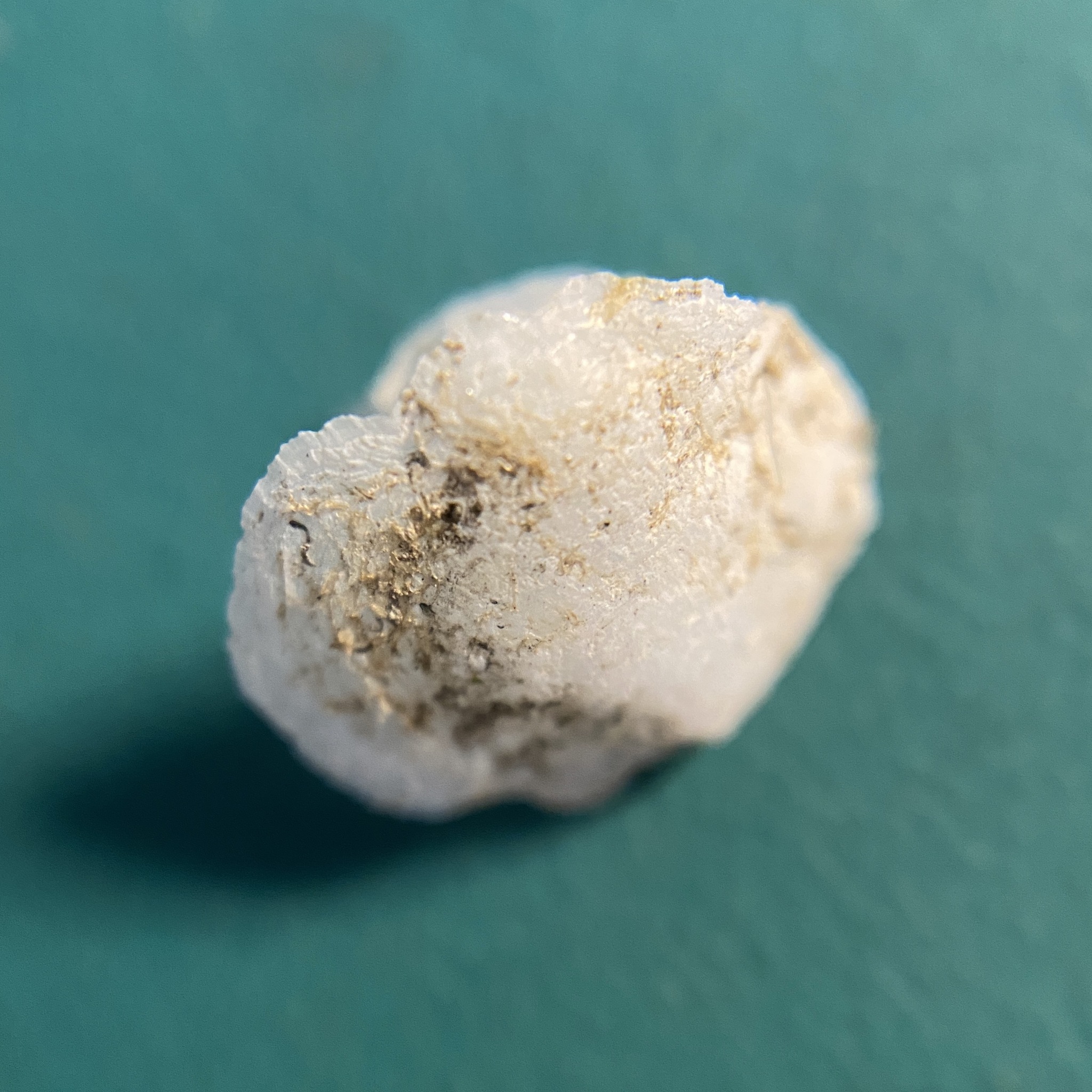 Heteranomia squamula (Linnaeus, 1758)