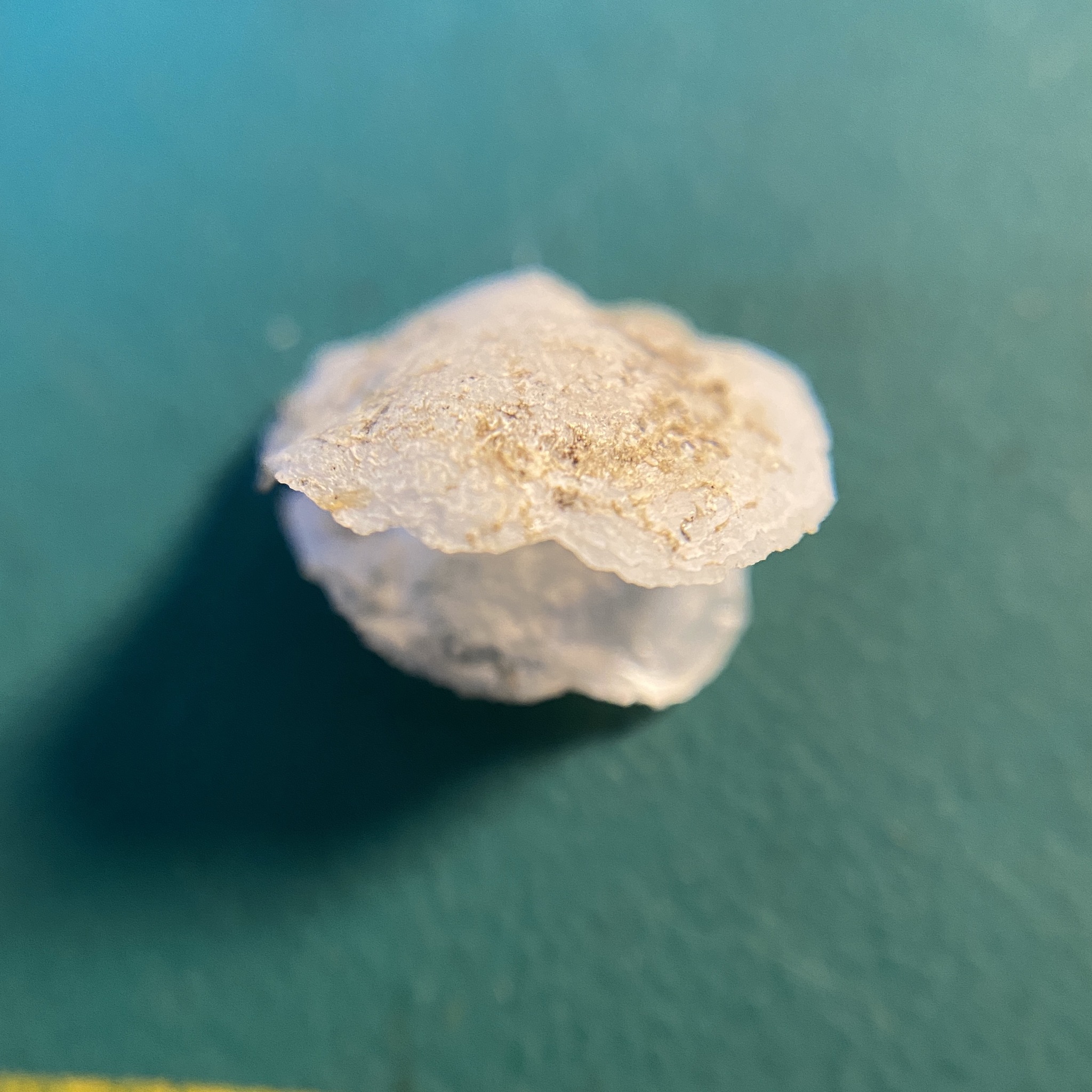 Heteranomia squamula (Linnaeus, 1758)