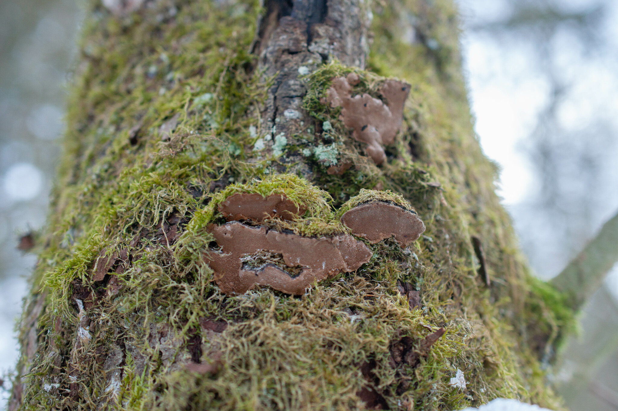 Phylloporia Murrill