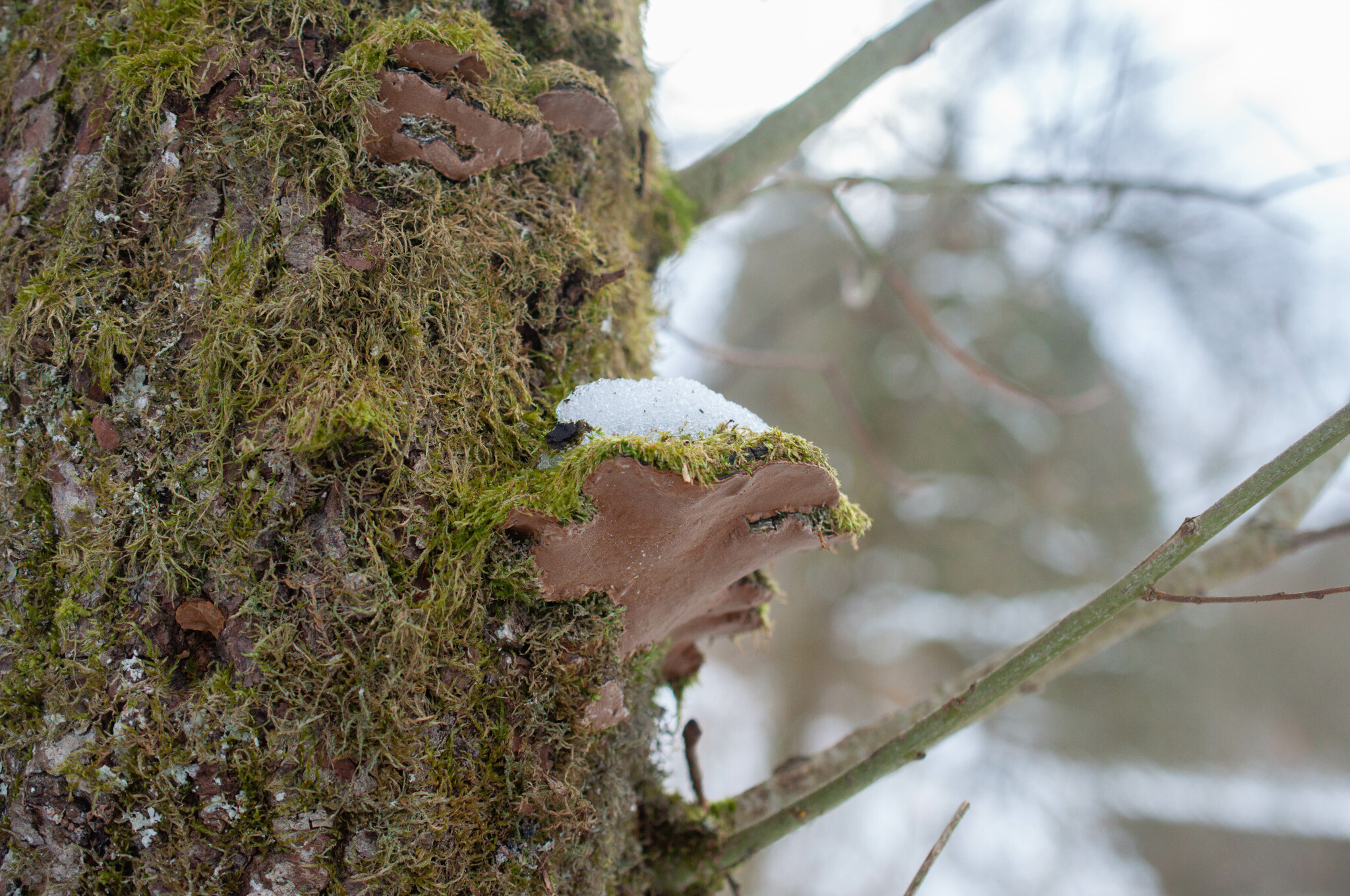 Phylloporia Murrill