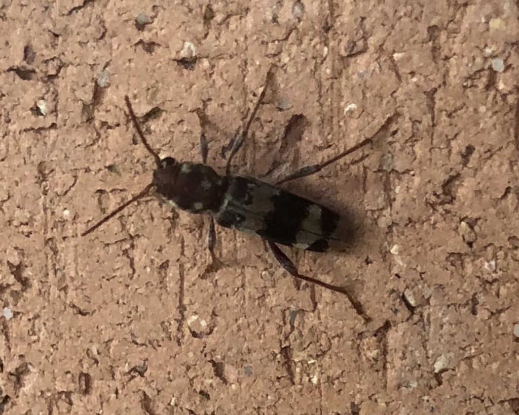 Rustic Borer from 110 Club Ln, Jacksonville, NC, US on September 23 ...